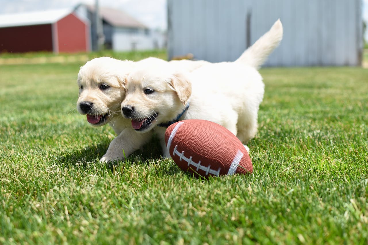 5 Key Signs of Canine Body Language in Group Play