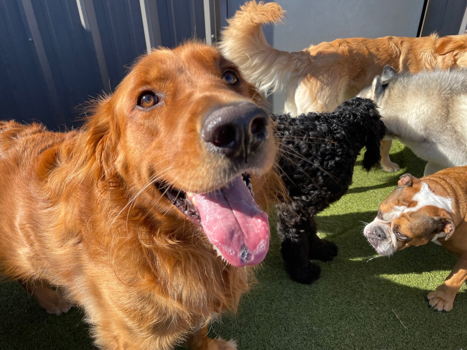 Traditional Dog Daycare | Pawparazzi K9 Enrichment Resort